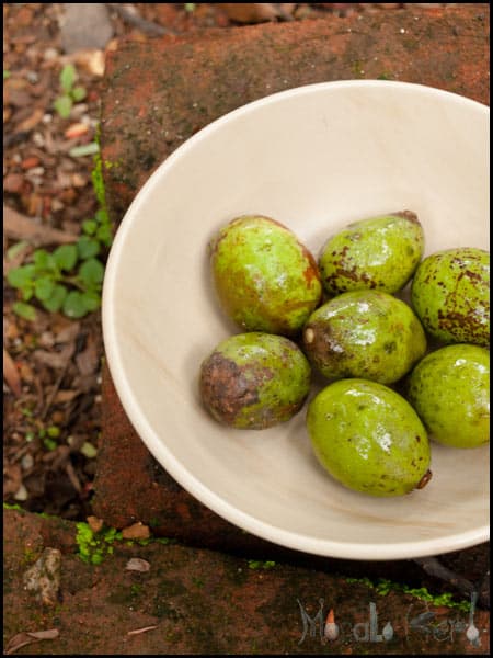 Ambade Curry - Spondias, Hog Plum