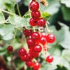 9 Best Red Currant Recipe Ideas