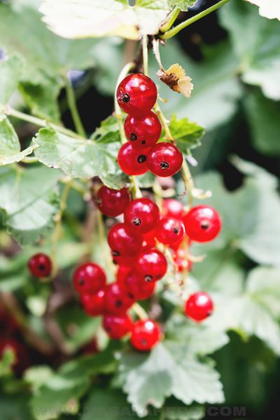 9 Best Red Currant Recipe Ideas