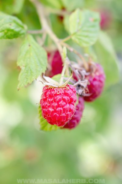 French Raspberry Jam Recipe