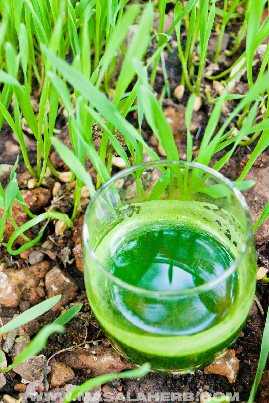 Wheatgrass Shots with Fresh Wheatgrass