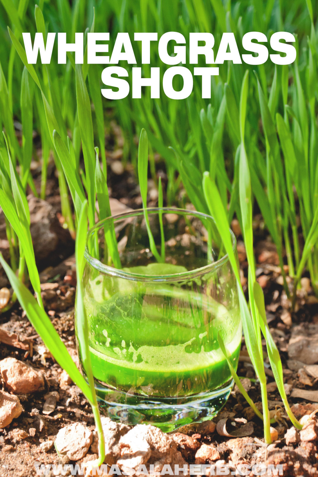 Wheatgrass Shots with Fresh Wheatgrass
