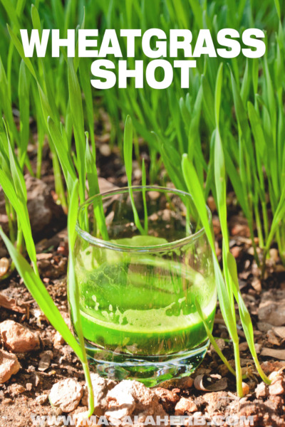 What Is A Wheatgrass Shot? : 8 Surprising Health Benefits of Wheatgrass ...