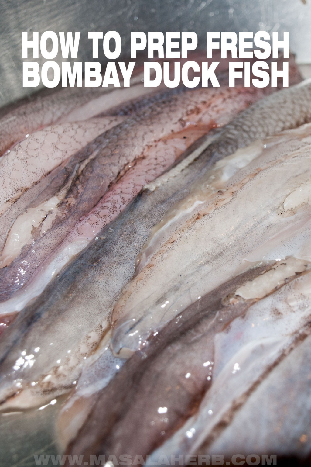 Bombay Duck