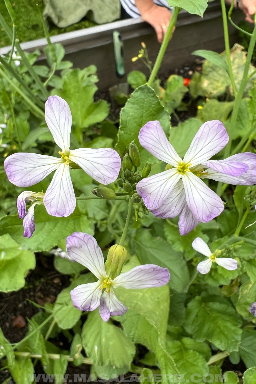 Bavarian Radi Salad Recipe (shredded)