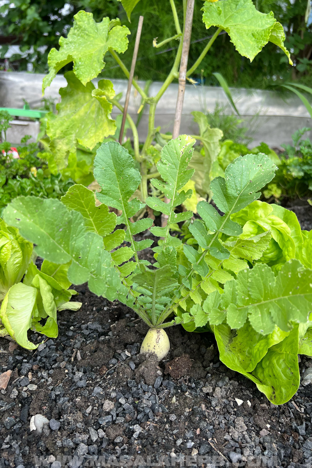 Bavarian Radi Salad Recipe (shredded)