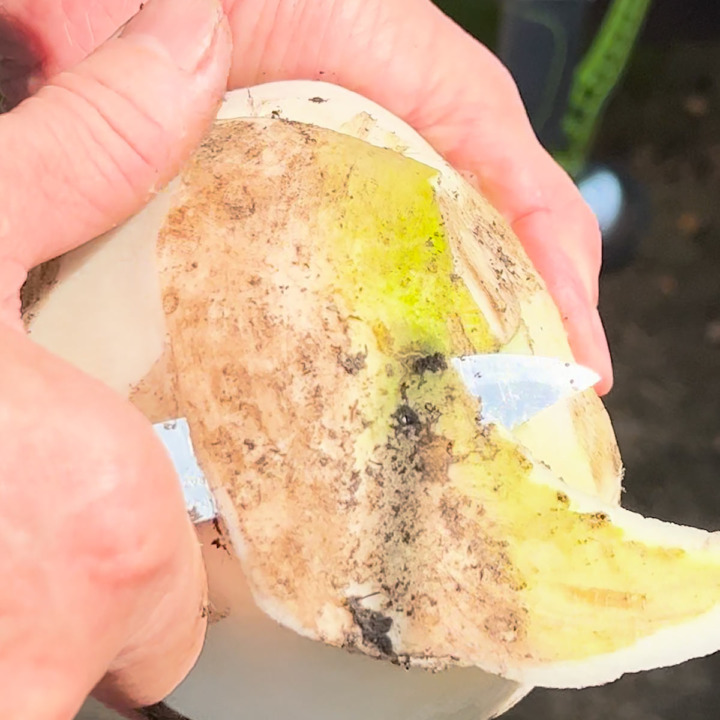 Bavarian Radi Salad Recipe (shredded)