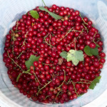 No-Cook Red Currant Syrup Recipe