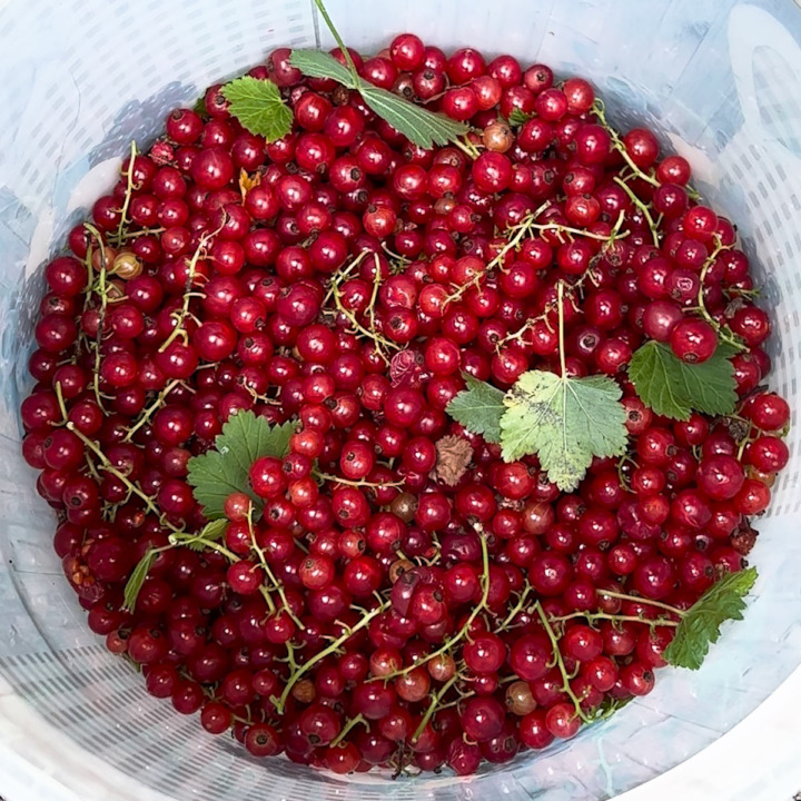 No-Cook Red Currant Syrup Recipe