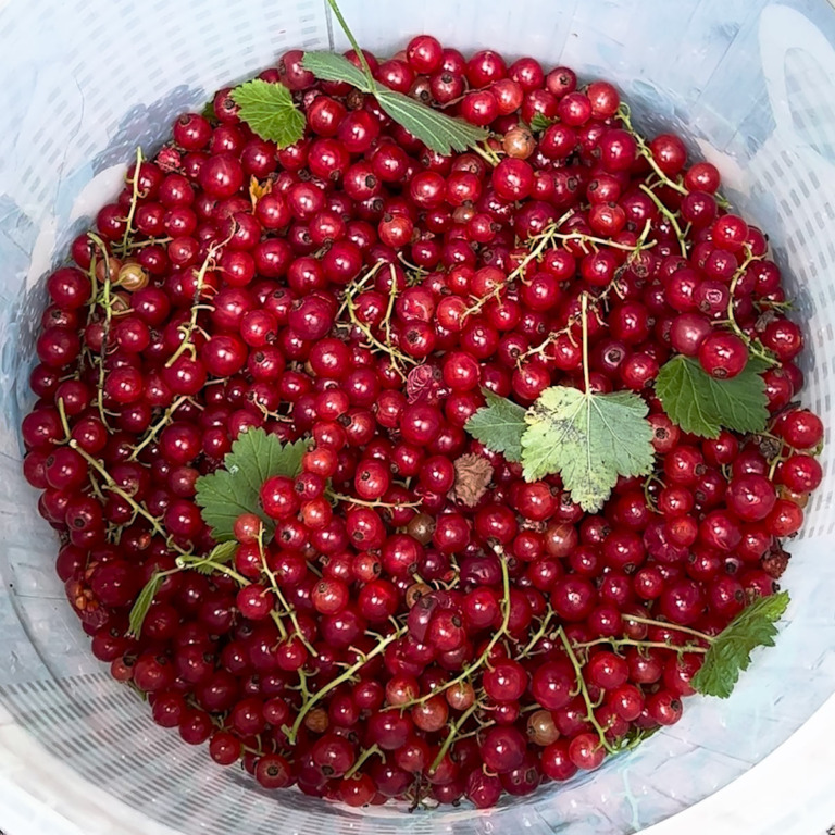 No-Cook Red Currant Syrup Recipe