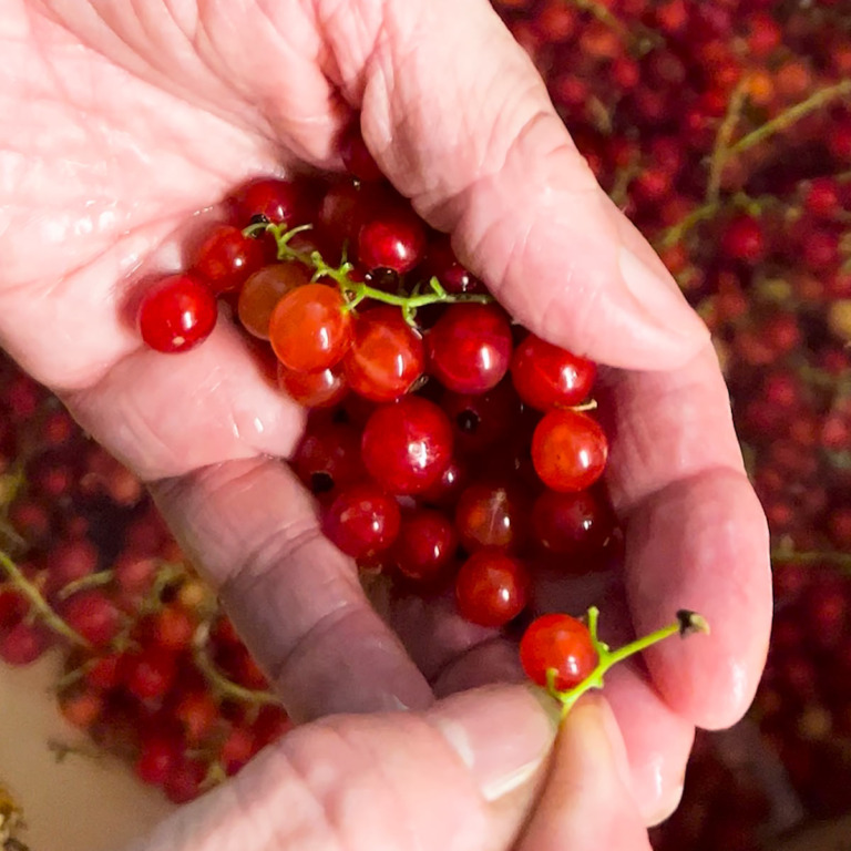 No-Cook Red Currant Syrup Recipe
