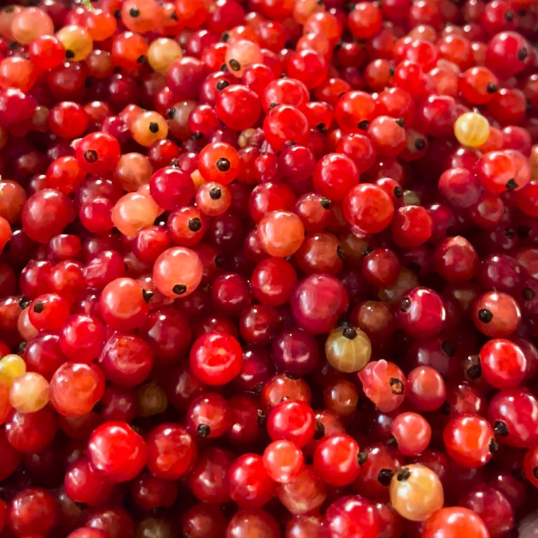 No-Cook Red Currant Syrup Recipe