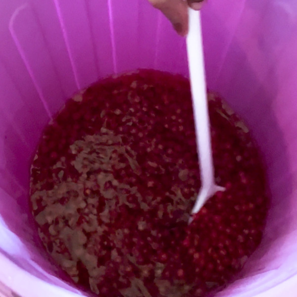 No-Cook Red Currant Syrup Recipe