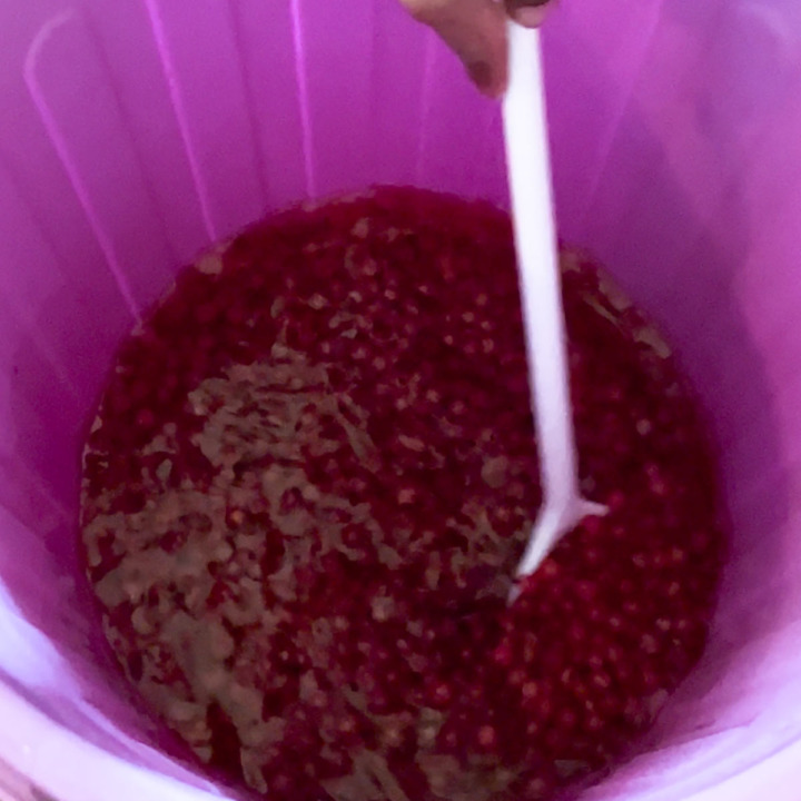 No-Cook Red Currant Syrup Recipe