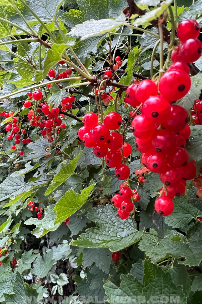 No-Cook Red Currant Syrup Recipe