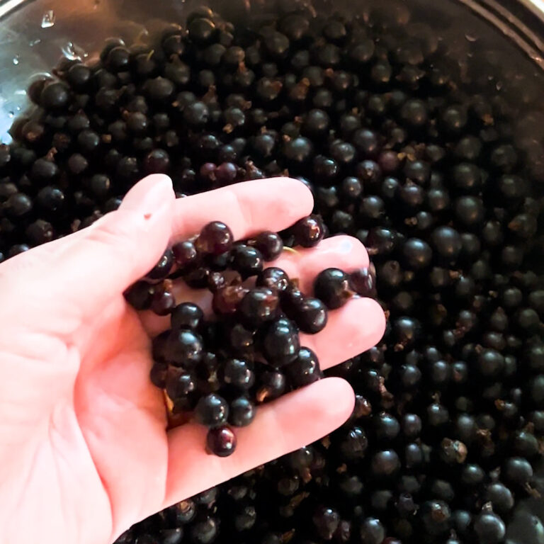 French Black Currant Jelly Recipe