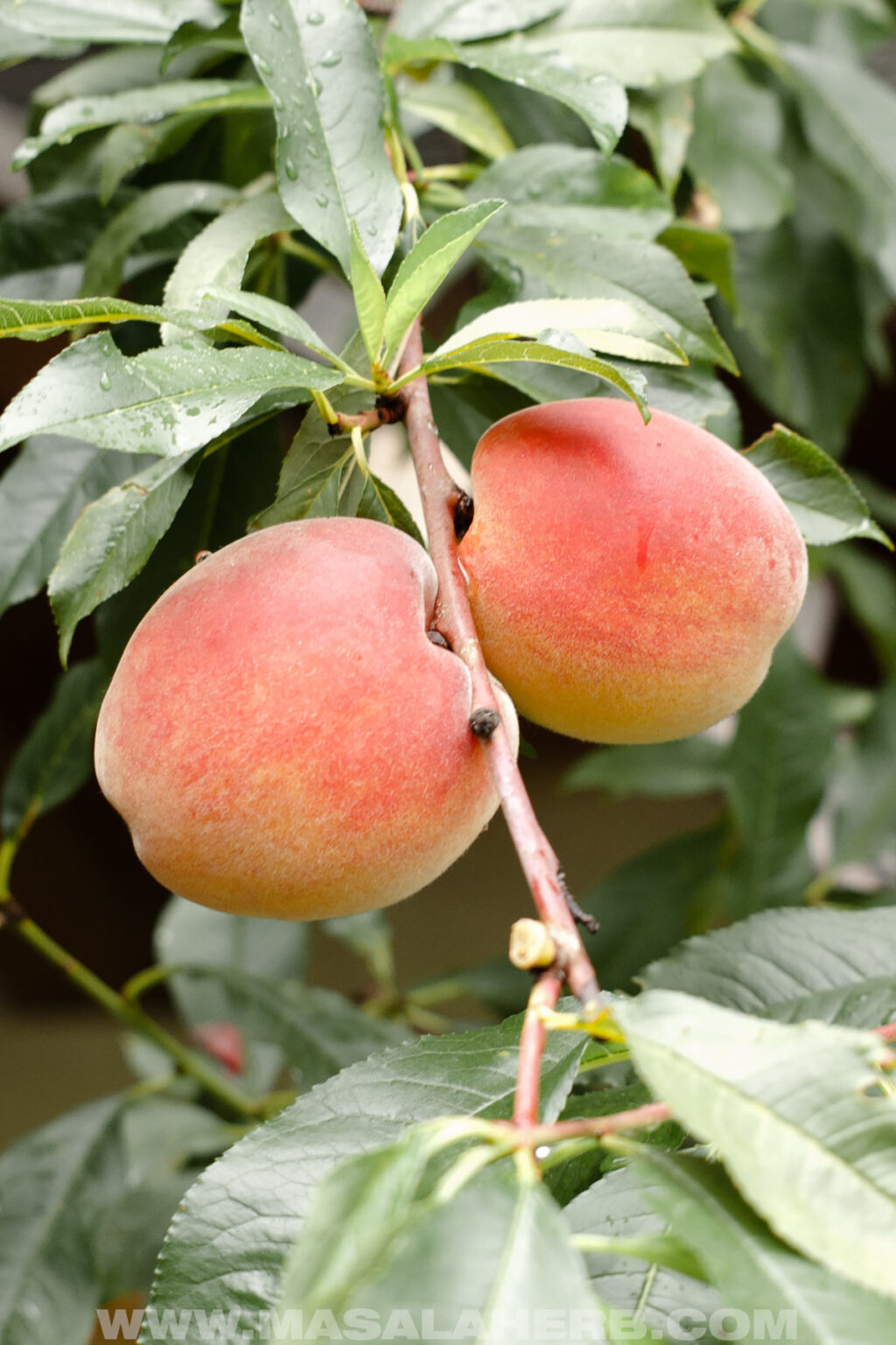 French Peach Jam Recipe