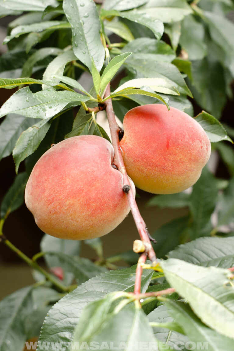 French Peach Jam Recipe