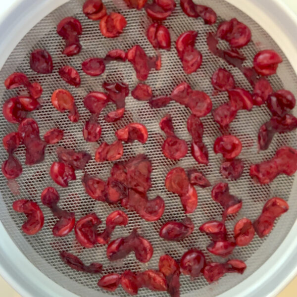Dehydrated Cherries in the Dehydrator