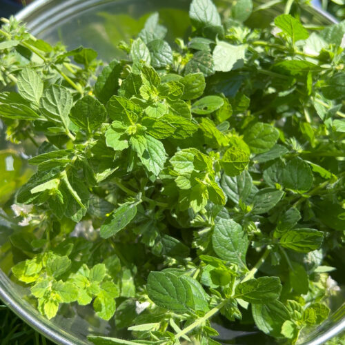 Lemon Balm Syrup Recipe
